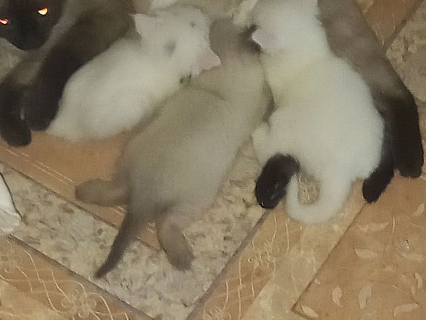 Котята отдам в добрые руки бесплатно