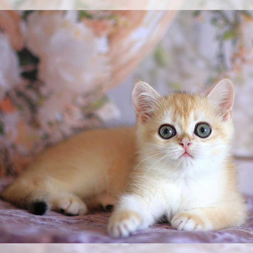 Шотландский мальчик