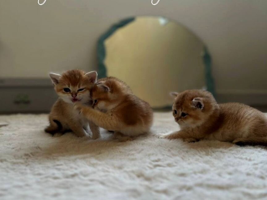 Котята Золотая Шиншилла