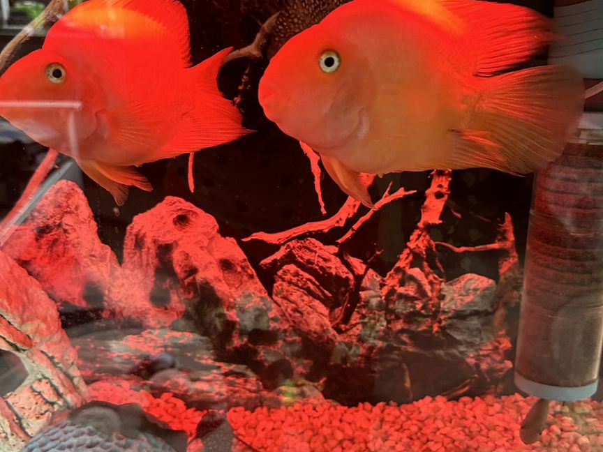 Аквариумная рыба попугай