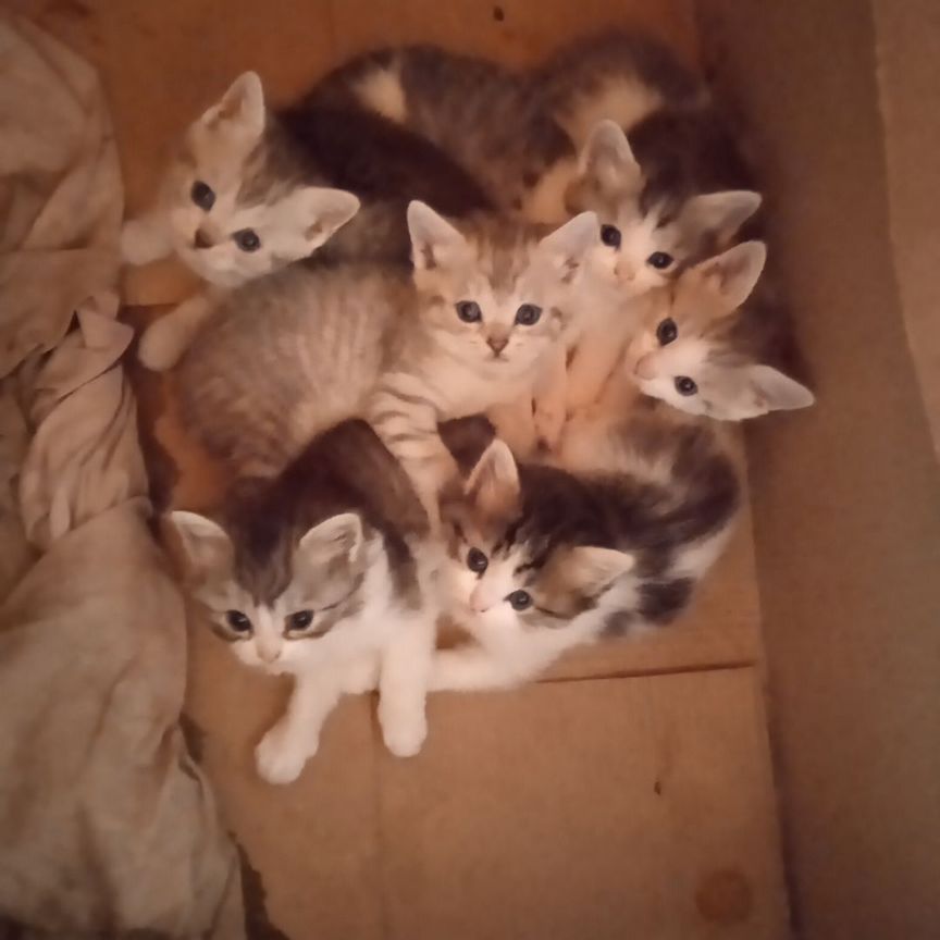 Британские котята