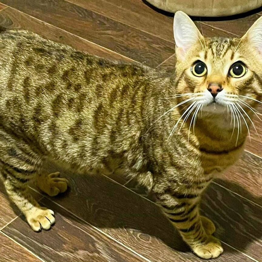 Отдам в добрые руки котят