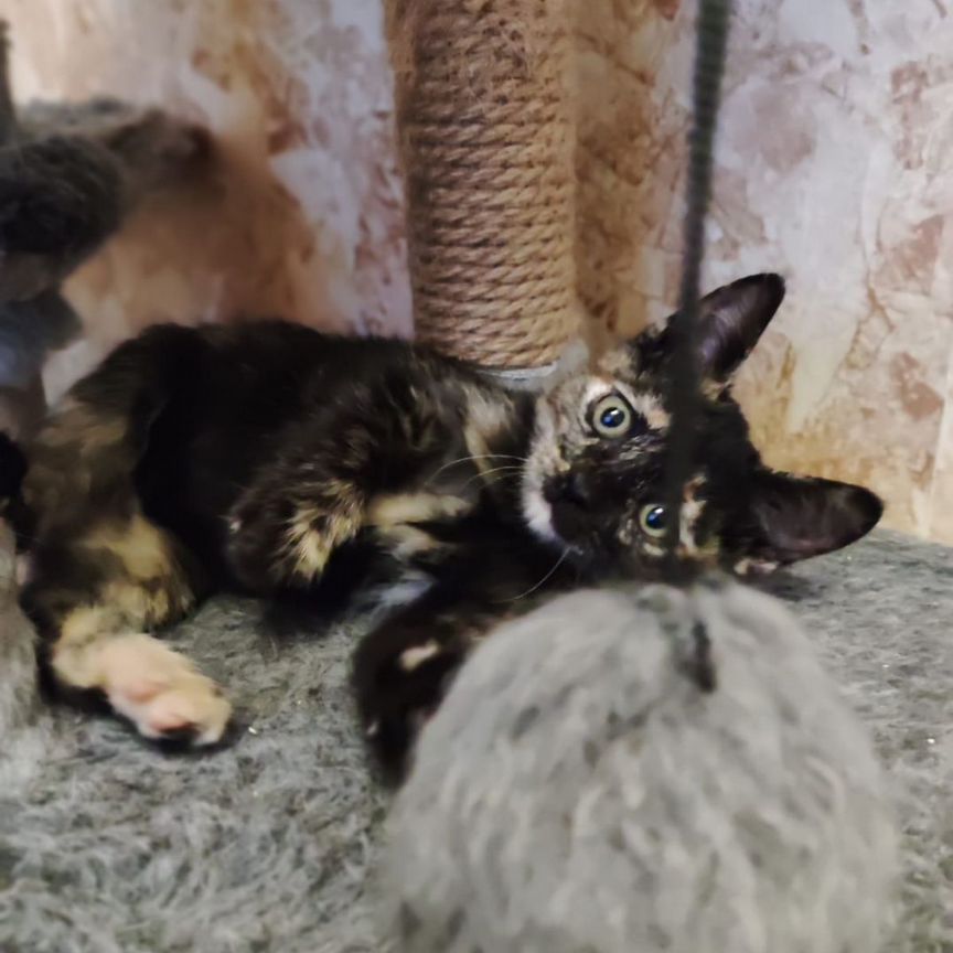 Луначка ищет дом