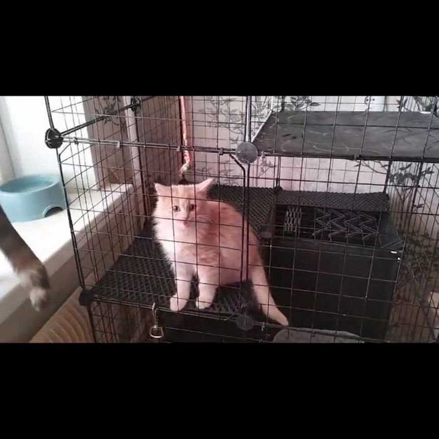 Персиковое счастье в добрые руки