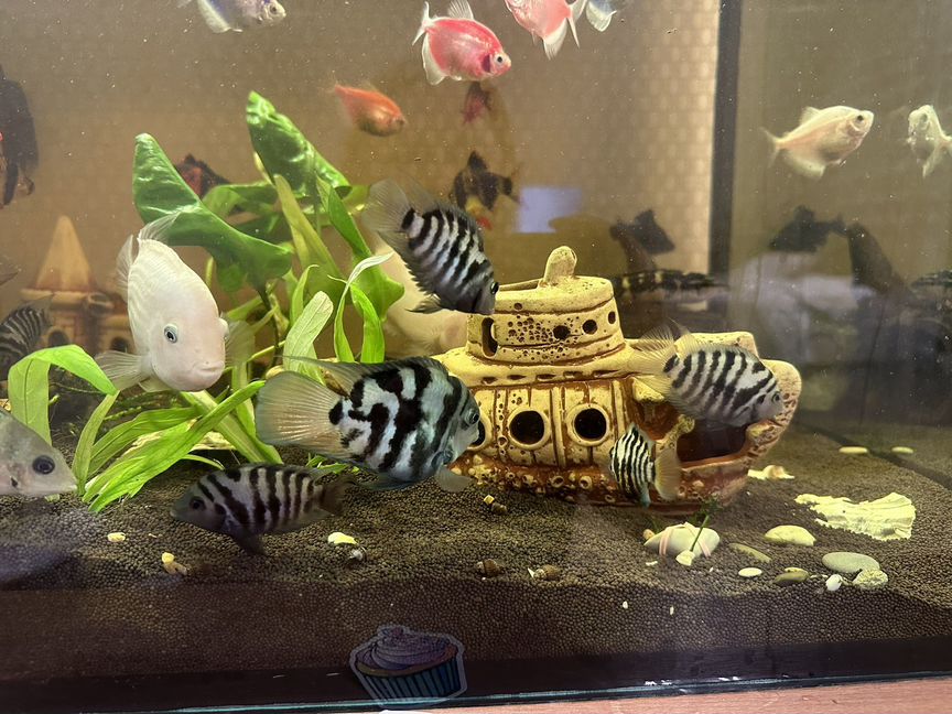 Аквариумные рыбы цихлиды