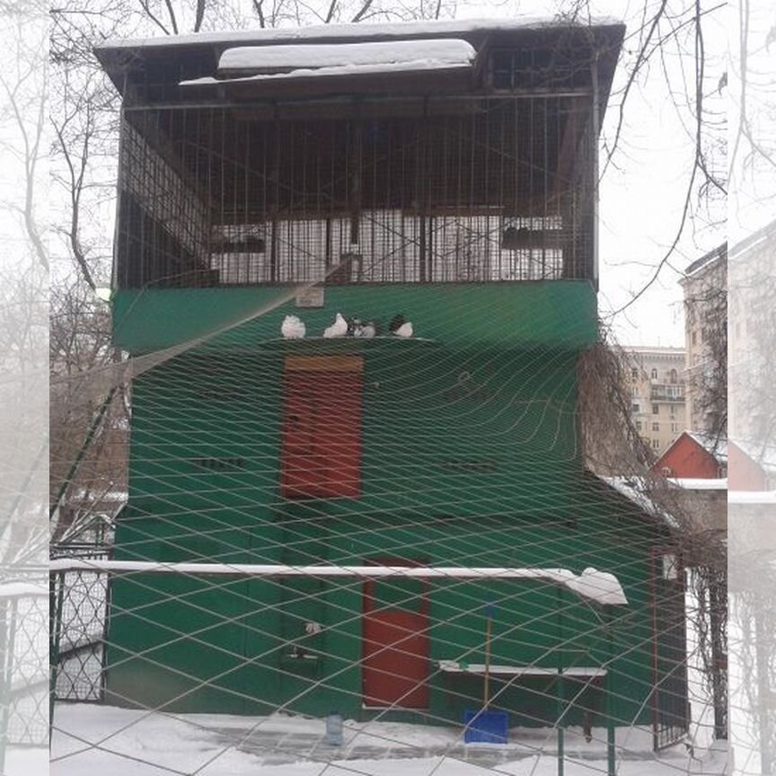 Голуби