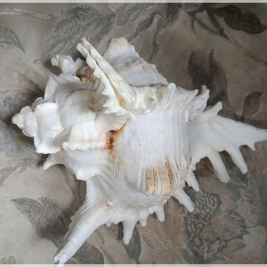 Ракушка мурекс ветвистый