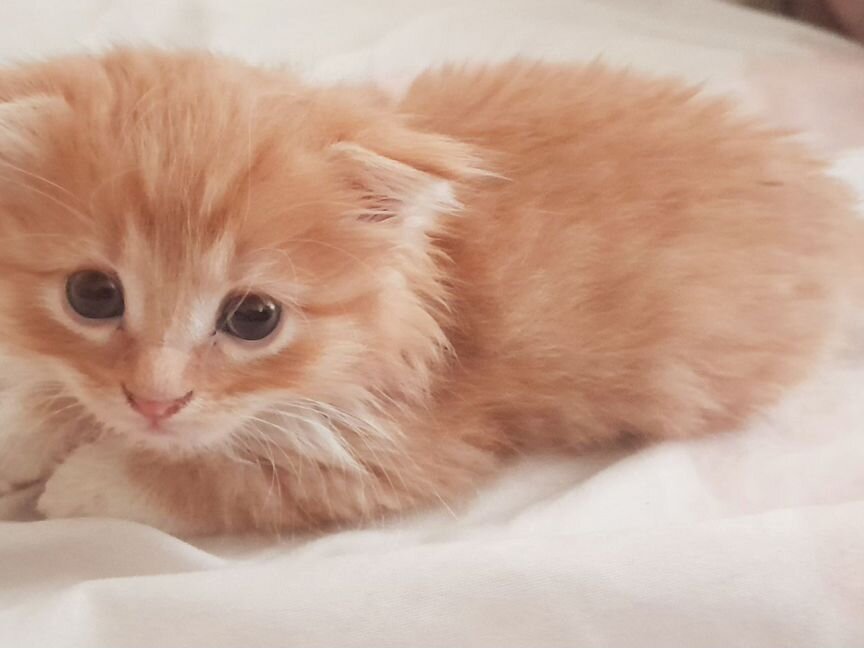 Кошка вислоухая. Котенок