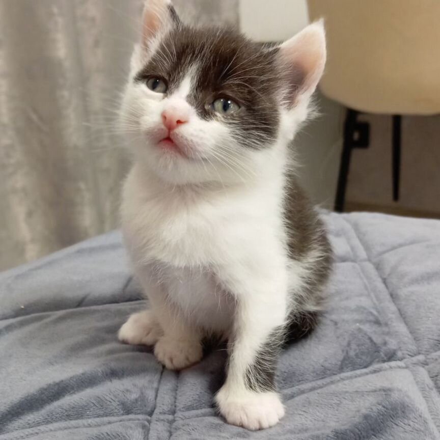 Котенок (черно белый )