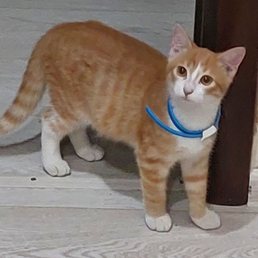 Отдам котенка в добрые руки