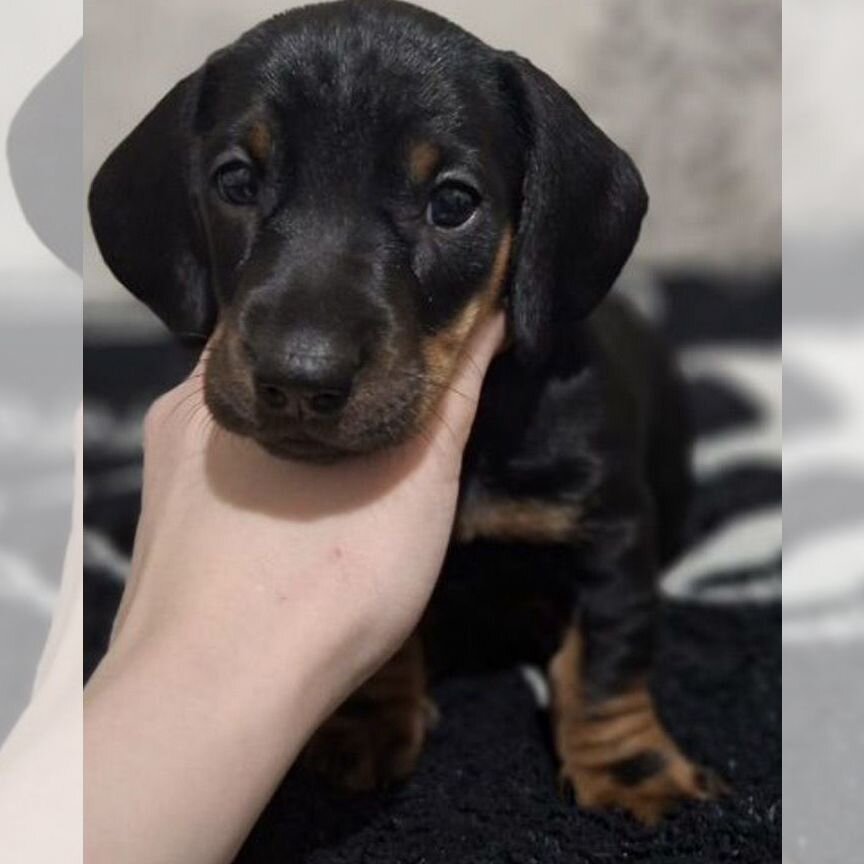 Такса, щенок