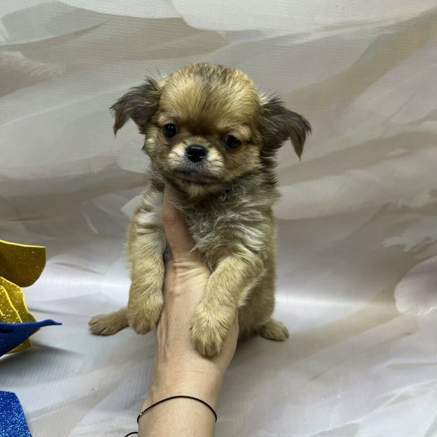 Чихуахуа мальчики длинношерстные