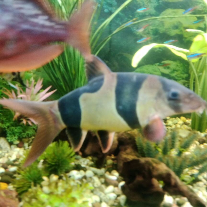 Боция клоун