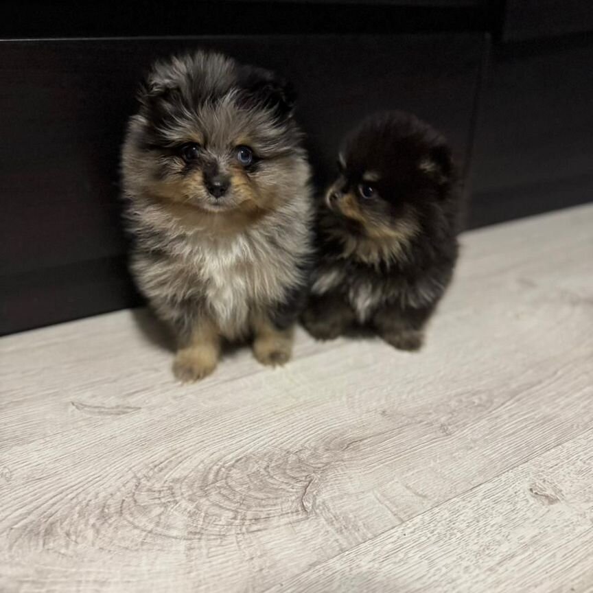 Щенки шпица