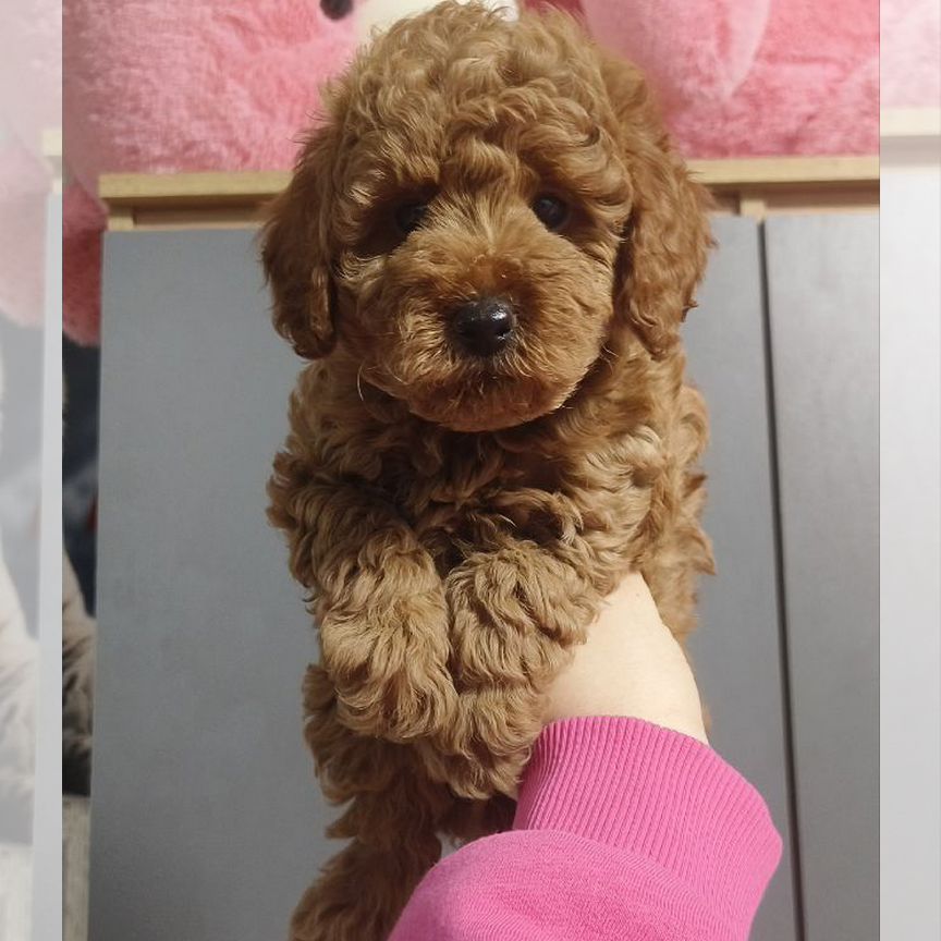 Пудель, щенок