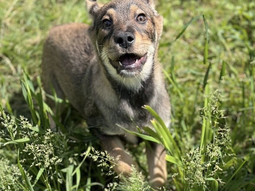 Шеночек бесплатно в добрые руки