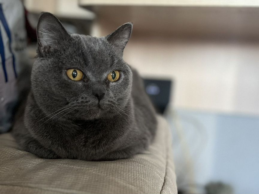 Британская кошка