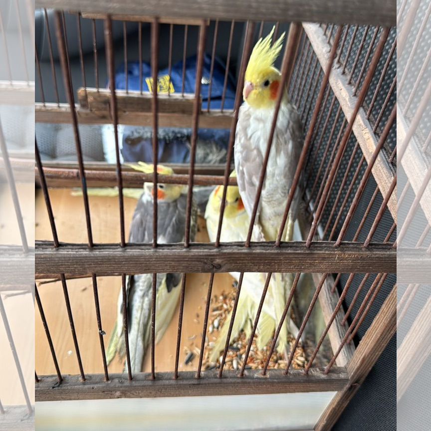 Попугай корелла