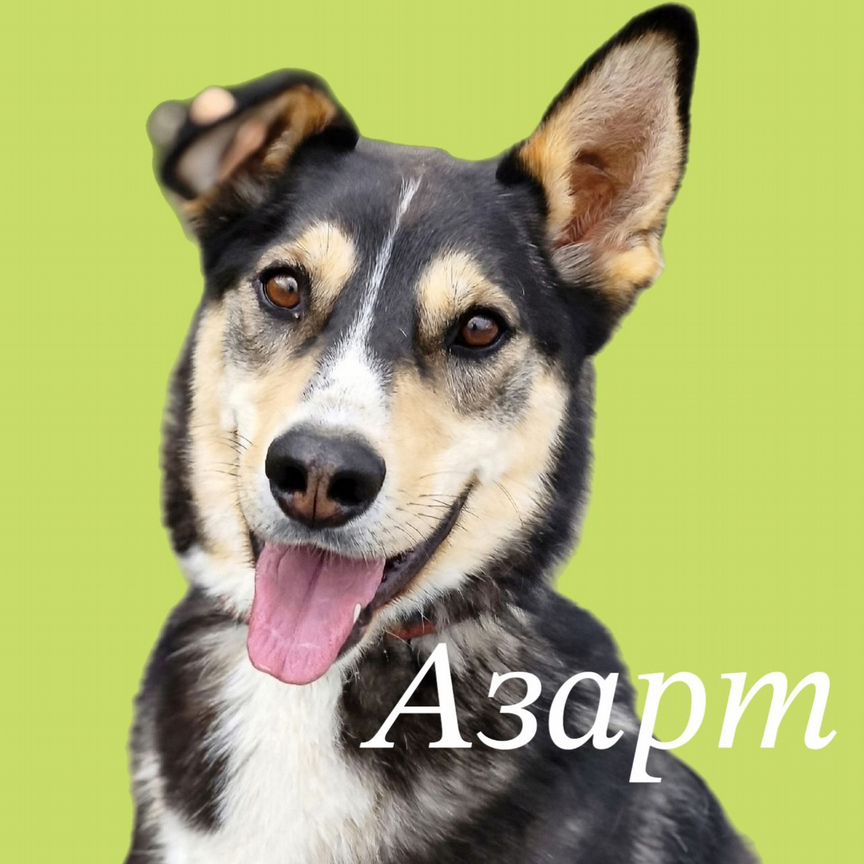 Взрослый пёс в добрые руки