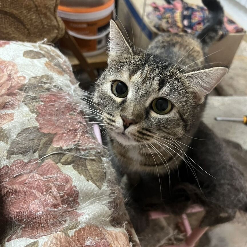 Кошка