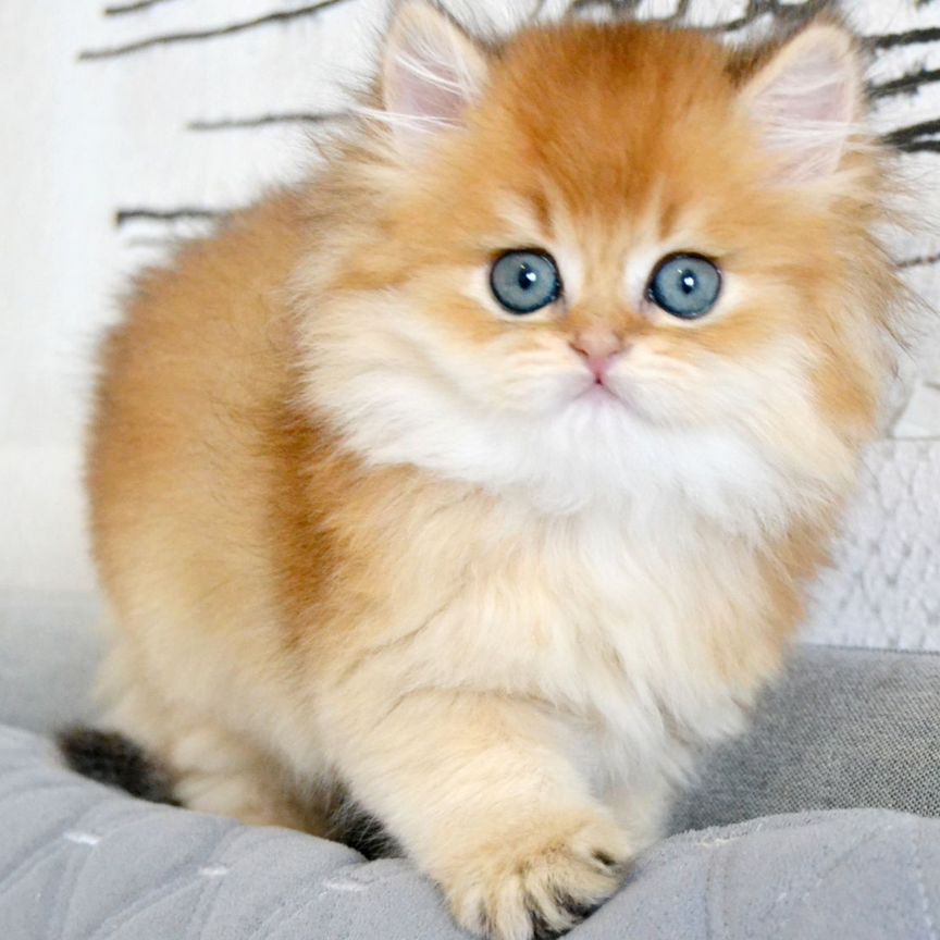 Котята золотая шиншилла