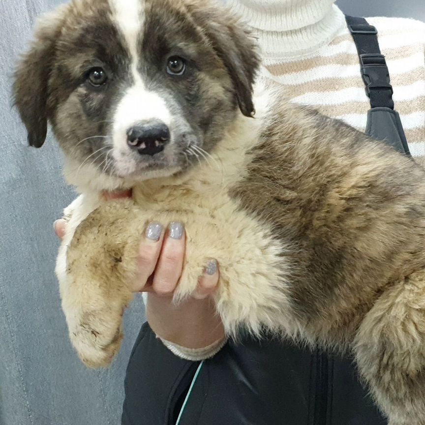 Мару метиска