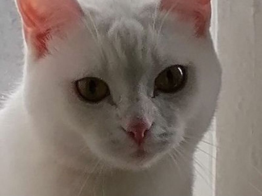 Кошечка в дар