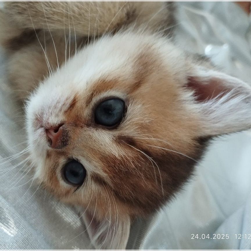 Продажа котят Золотой шиншиллы