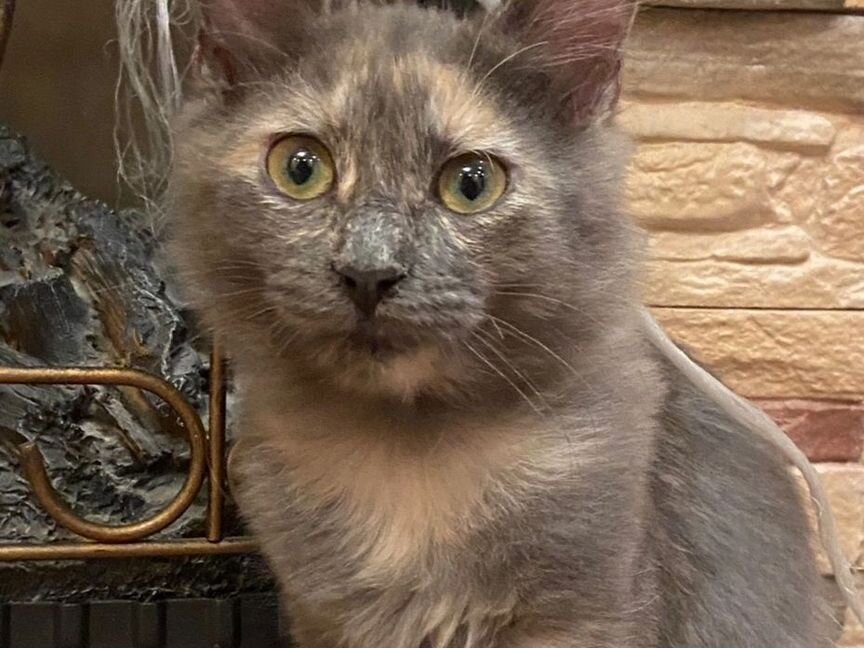 Котёнок Пуша