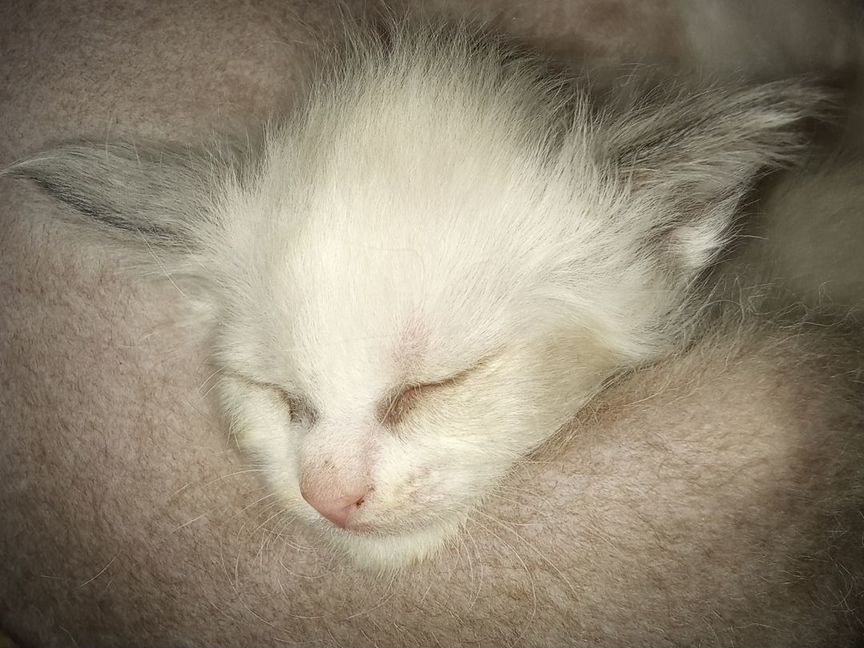 Тайская кошечка, 1 месяц