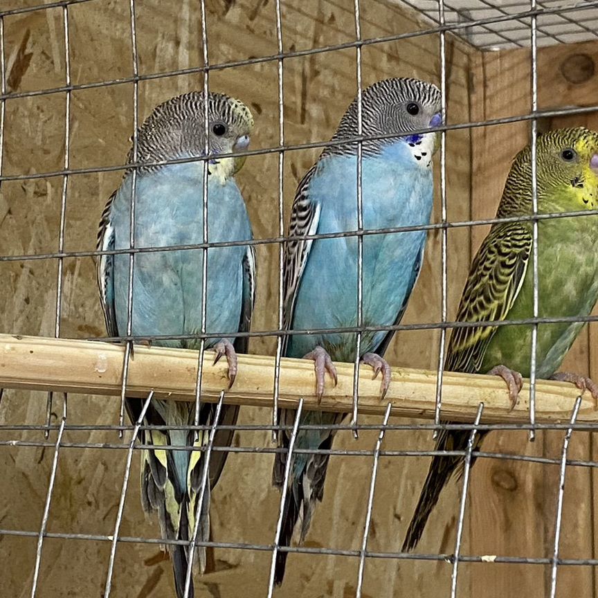 Волнистый попугай