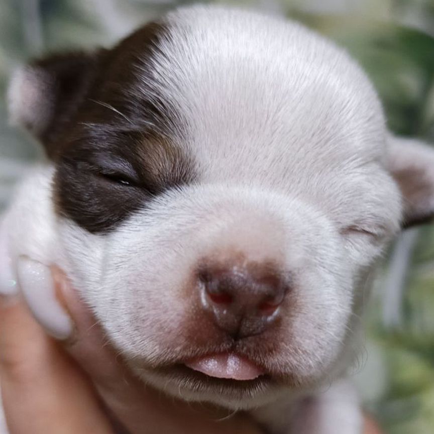 Чихуахуа, щенок