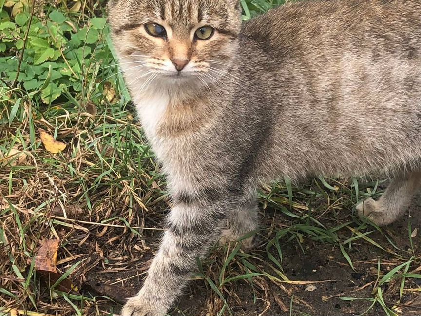 Котята выживают на холоде, нужен дом