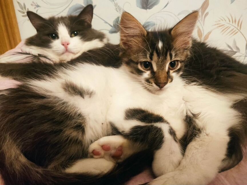 Котёнок чудный