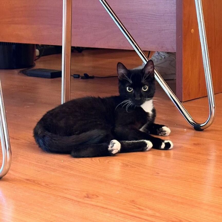 Кот мальчик 6 мес