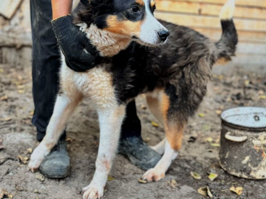Собака в добрые руки мальчик