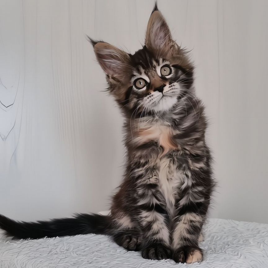 Мейн-кун котёнок