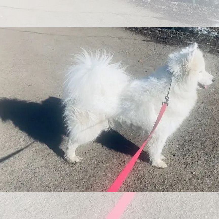 Самоедская собака, щенок