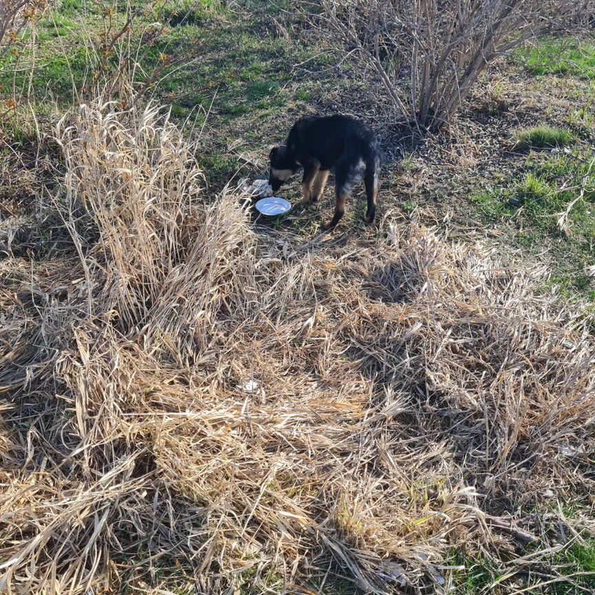 Собака в добрые руки