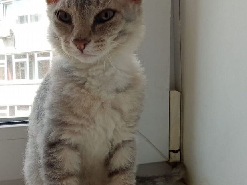 Котенок девочка 3 мес