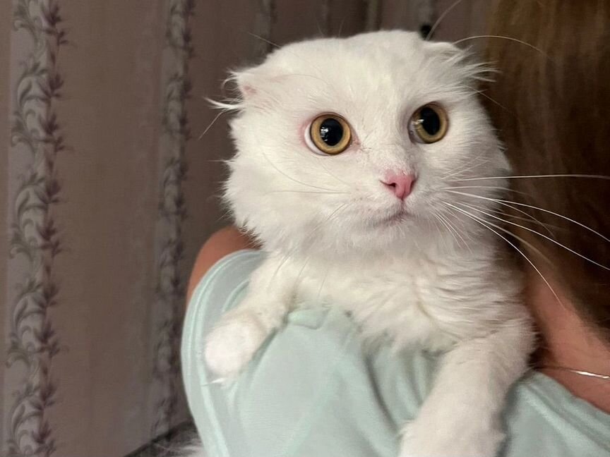 Белоснежный Пушок в поисках дома