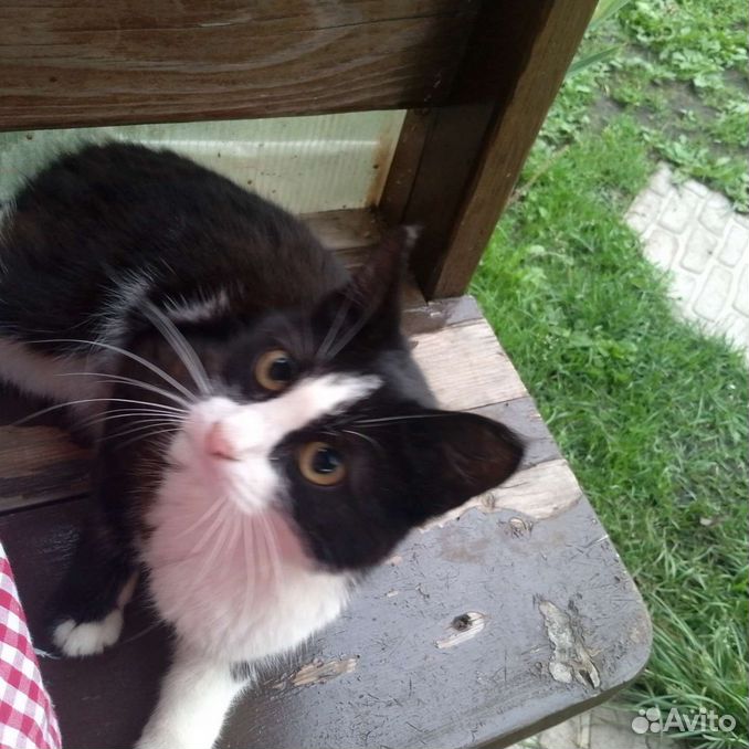 Бросили котика на улице, ищет хозяина