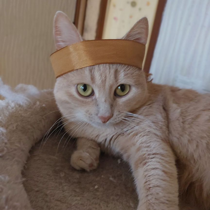 Отдам котика в хорошие руки