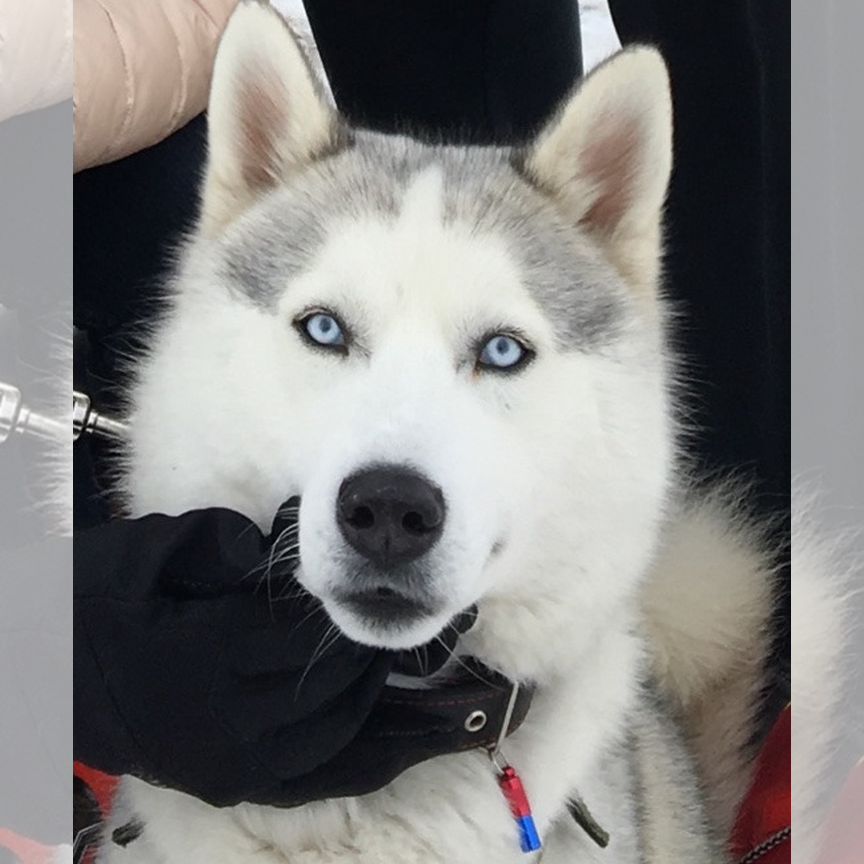 Сибирский хаски для вязки