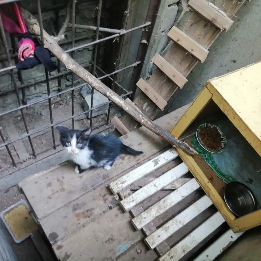 Котенок