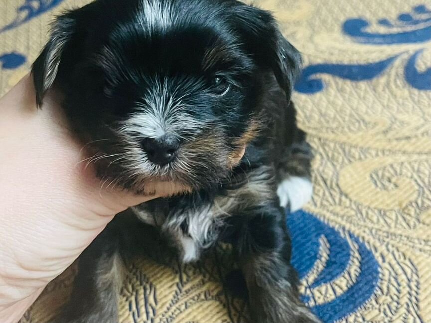 Цветной йорк девочка