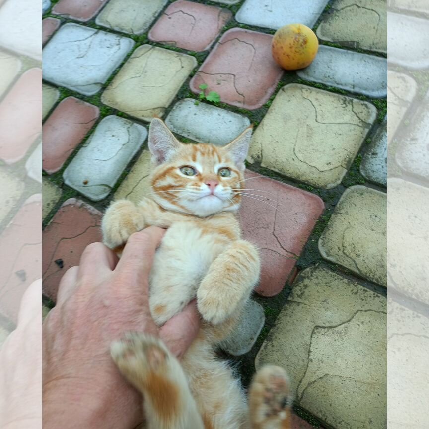Котики бесплатно в добрые руки