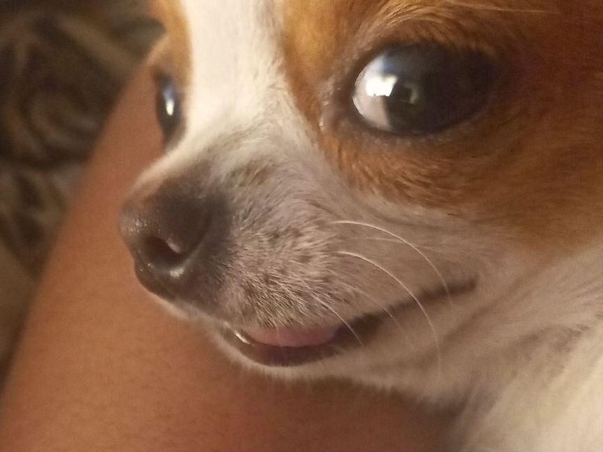 Чихуахуа мини