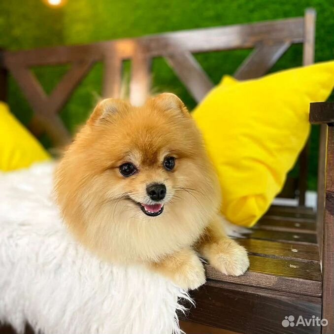 Немецкий шпиц mini вязка