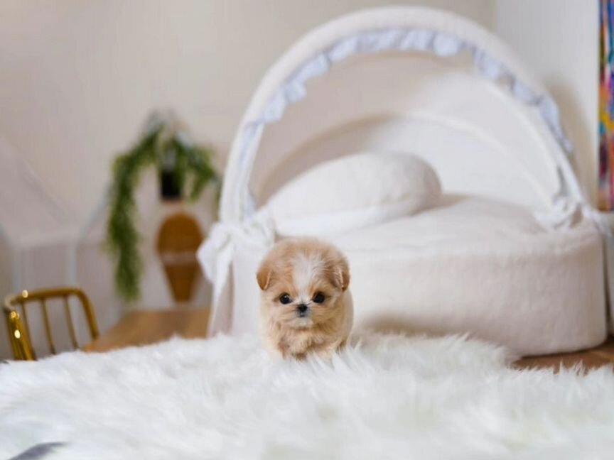 Мальтипу Микро из Кореи